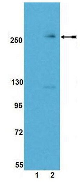 mTOR phosphorylation Pathway Explorer Antibody MiniPack | 15-105